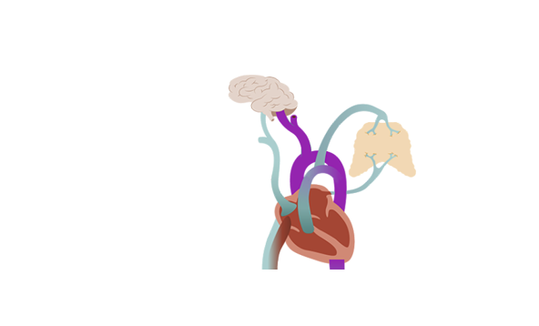 Course 3 Fetal Heart Rate Physiology | OBIX P.O.E.T.